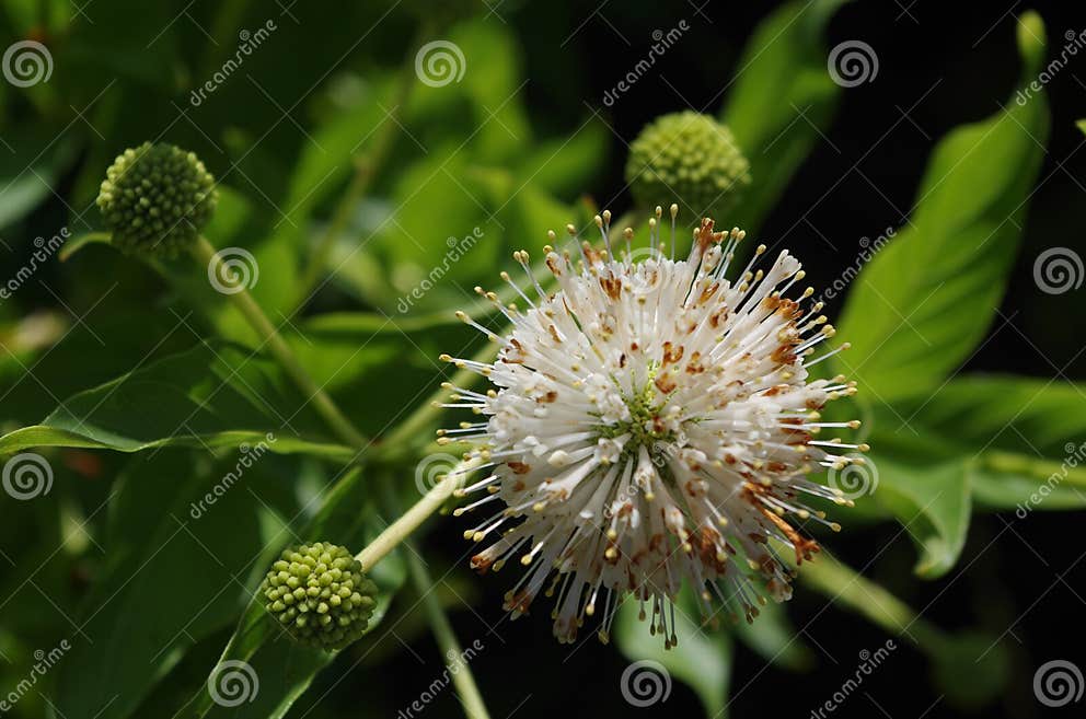 Button bush stock image. Image of botanical, button - 190375333