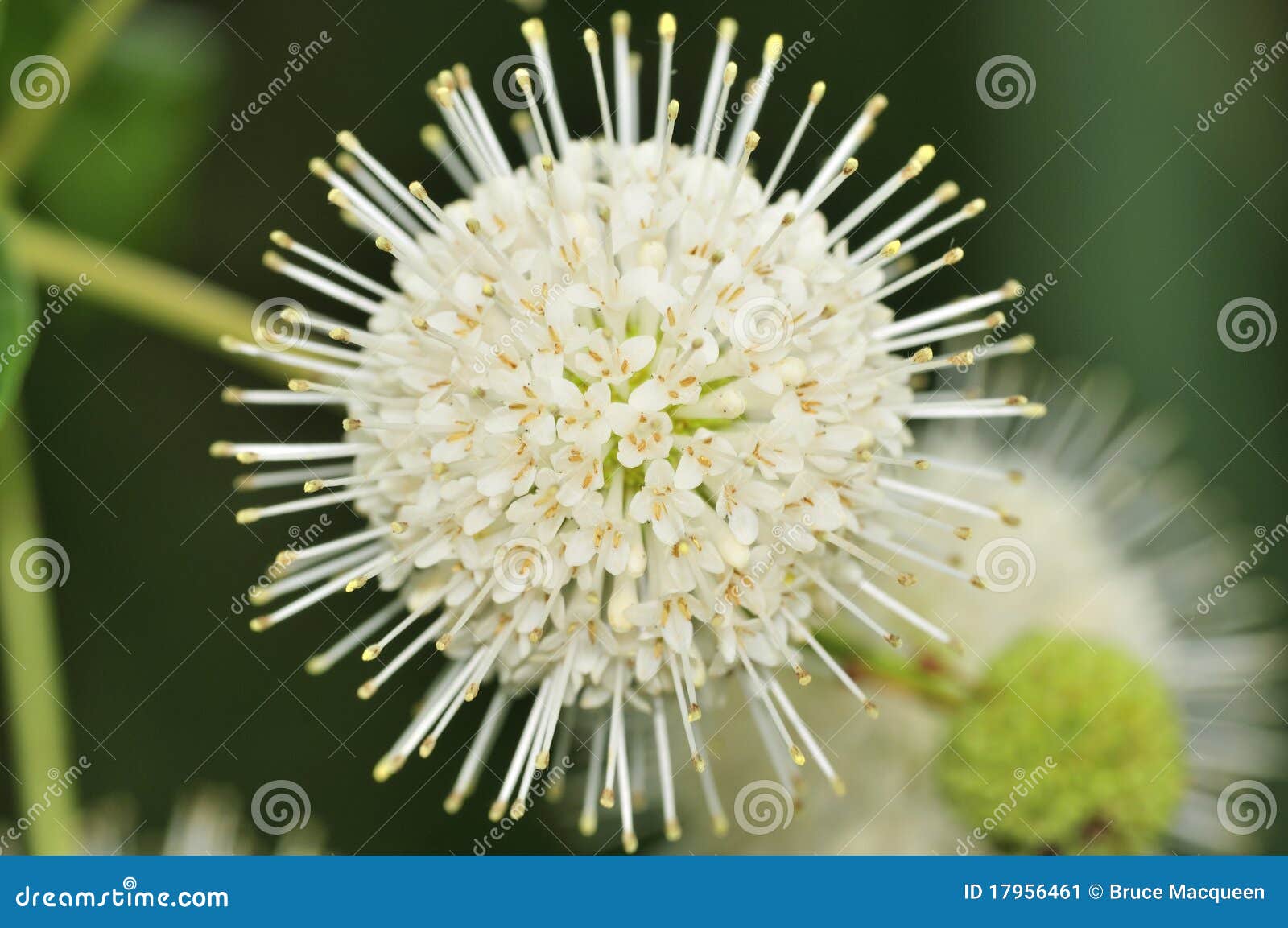 Button Bush (Cephalanthus Occidentalis) Stock Image - Image of button ...