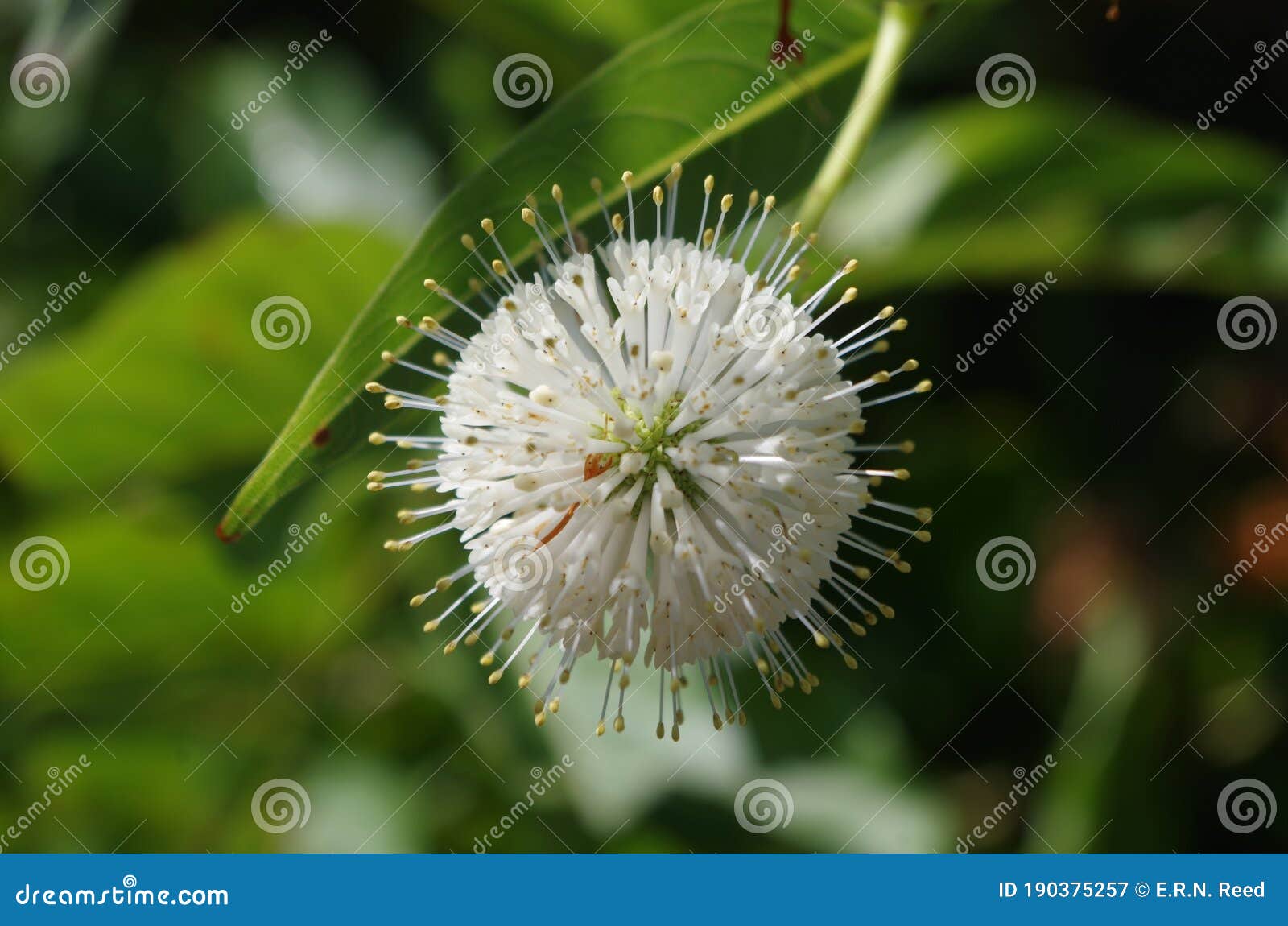 Button bush stock image. Image of bloom, cephalanthus - 190375257