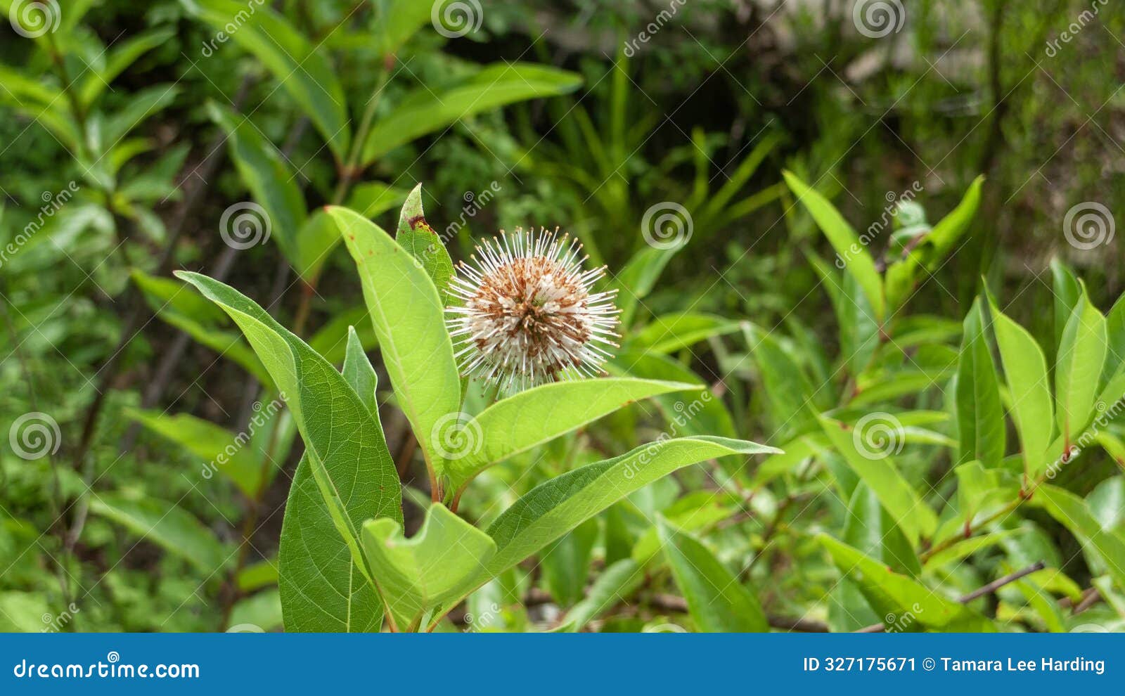 Button Bush Closeup, Cephalanthus Occidentalis Stock Image - Image of ...
