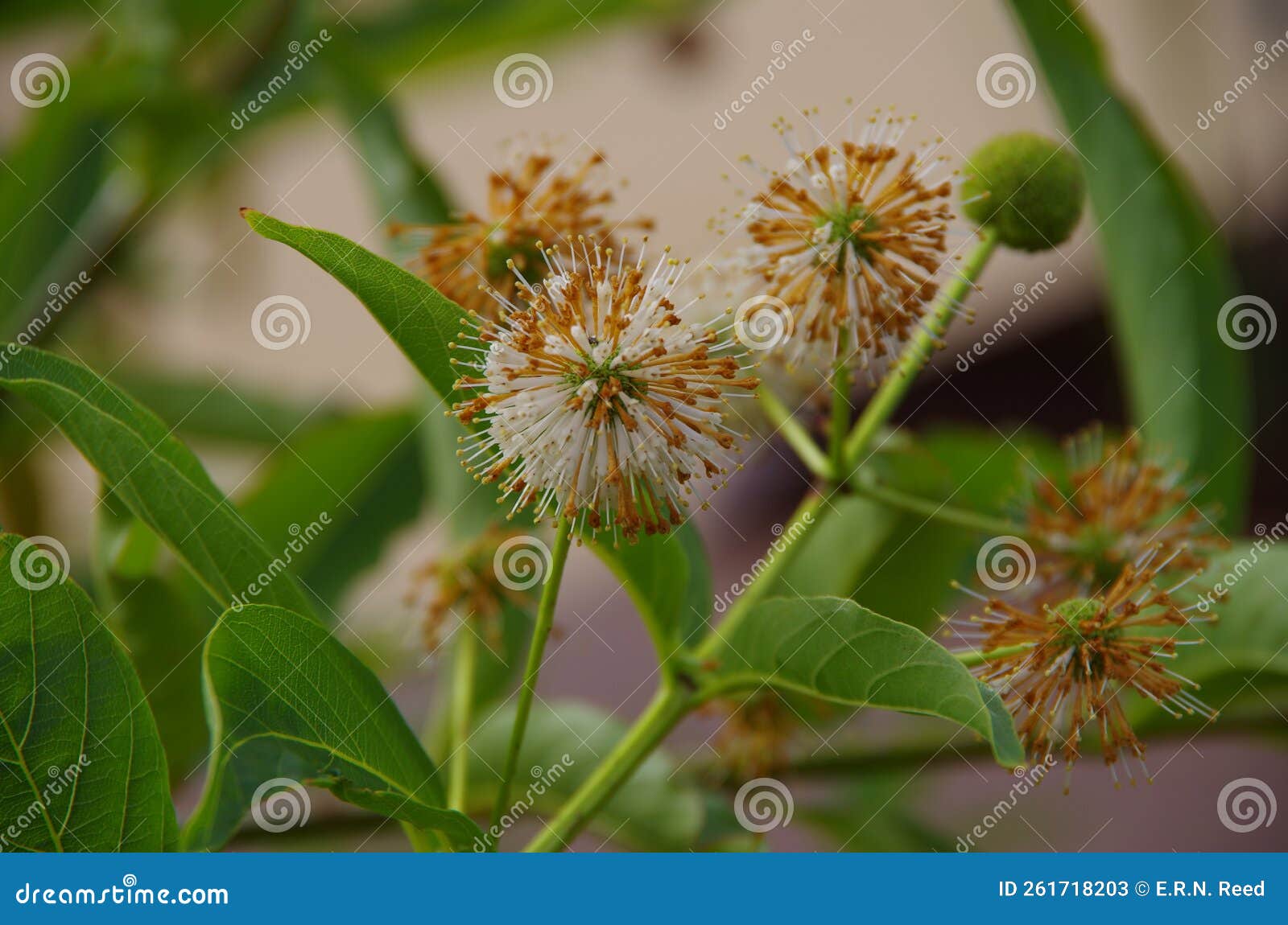 Button bush stock image. Image of details, leaves, spiky - 261718203