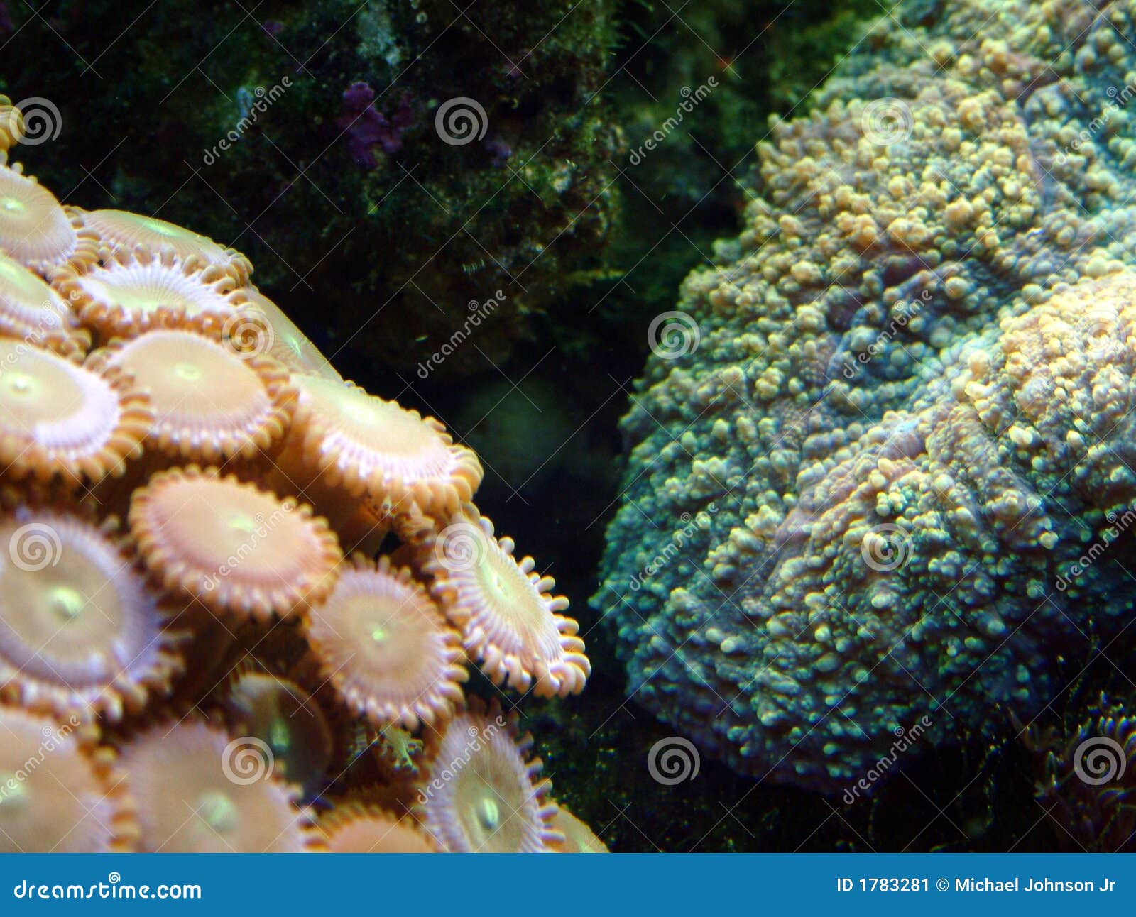 174 Bumpy Brain Stock Photos - Free & Royalty-Free Stock Photos from ...