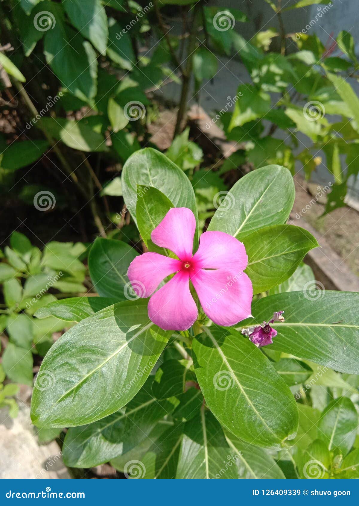Button fliwer stock image. Image of garden, flower, fliwer - 126409339