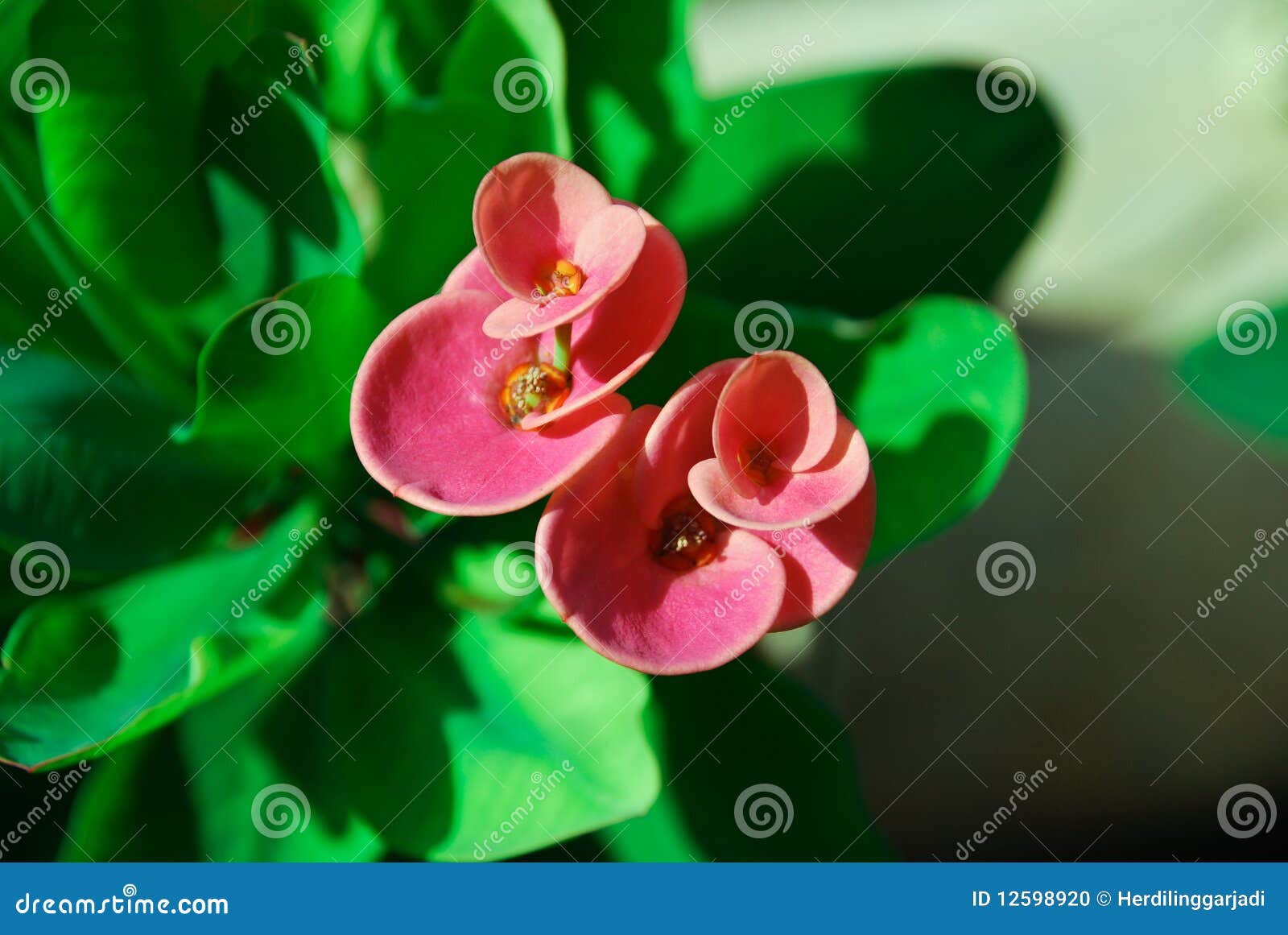 Button Flower stock photo. Image of tropical, pinky, flora - 12598920