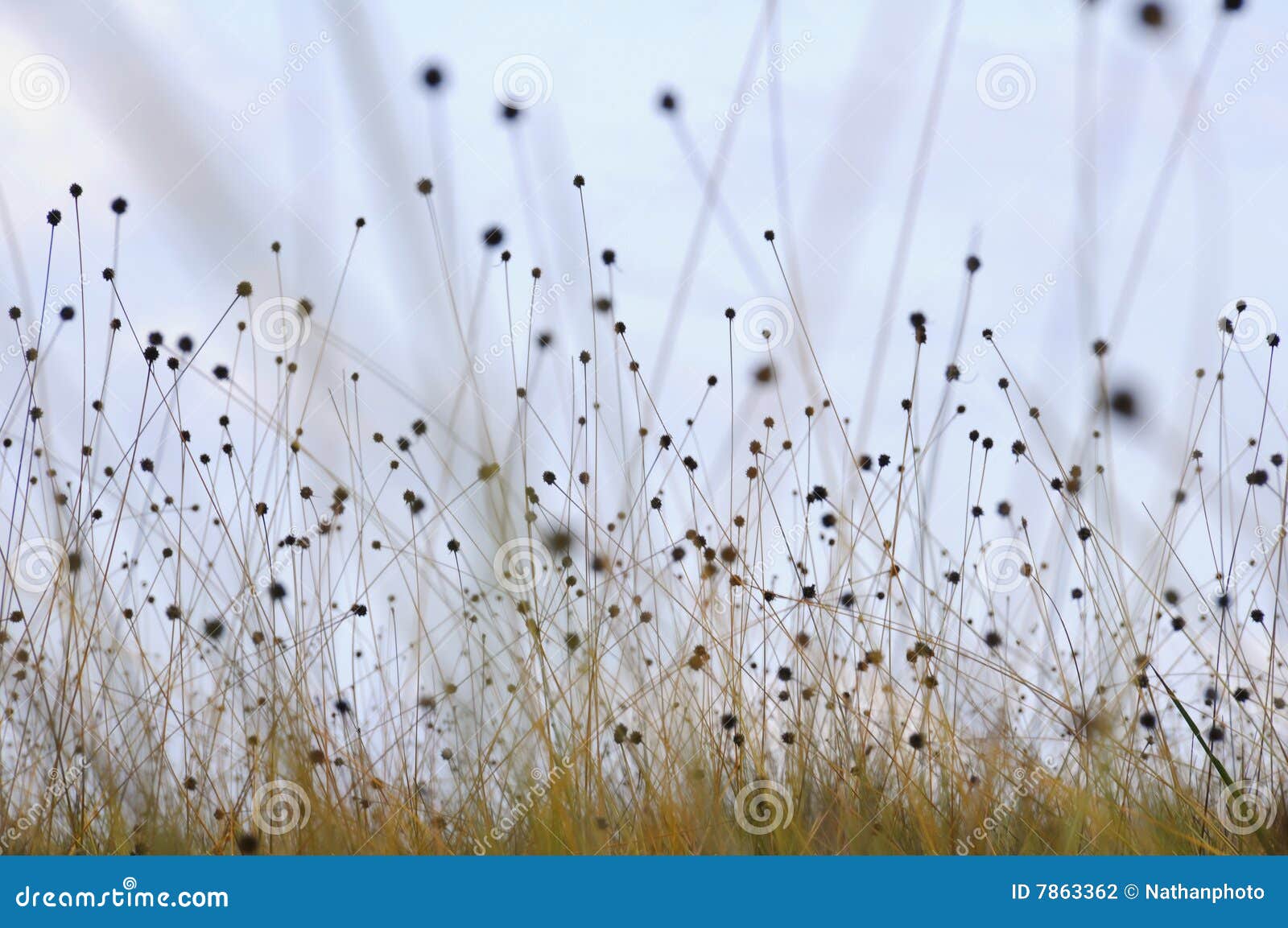 Button Grass And Tasmanian Native Vegetaion Stock Image | CartoonDealer ...
