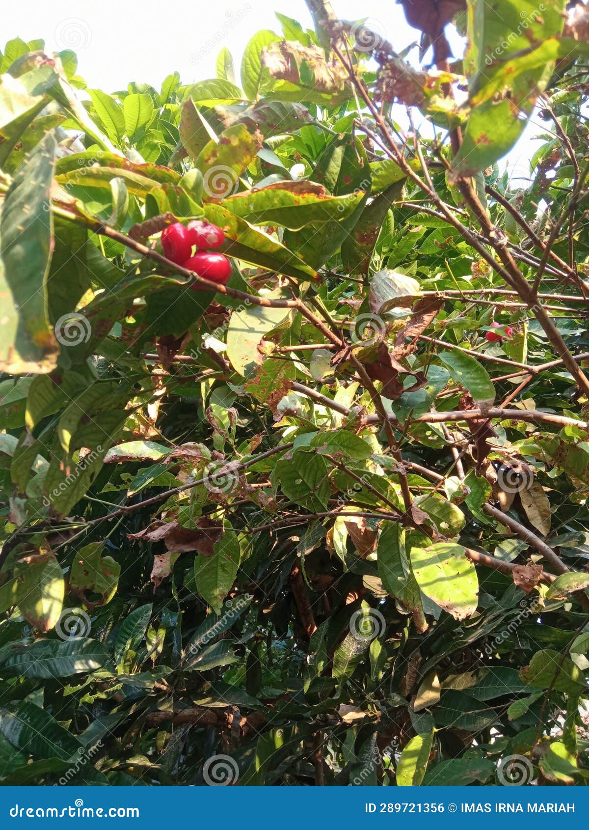 The Button Guava Tree Has Fruit but the Leaves are Eaten by Pests Stock ...