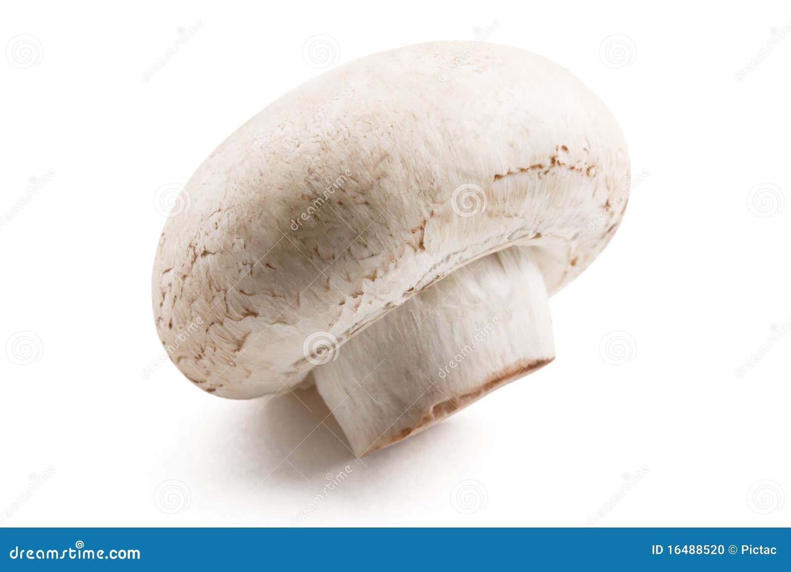 Button Mushroom, White Mushroom, Common Mushroom, Champignon Mushroom ...