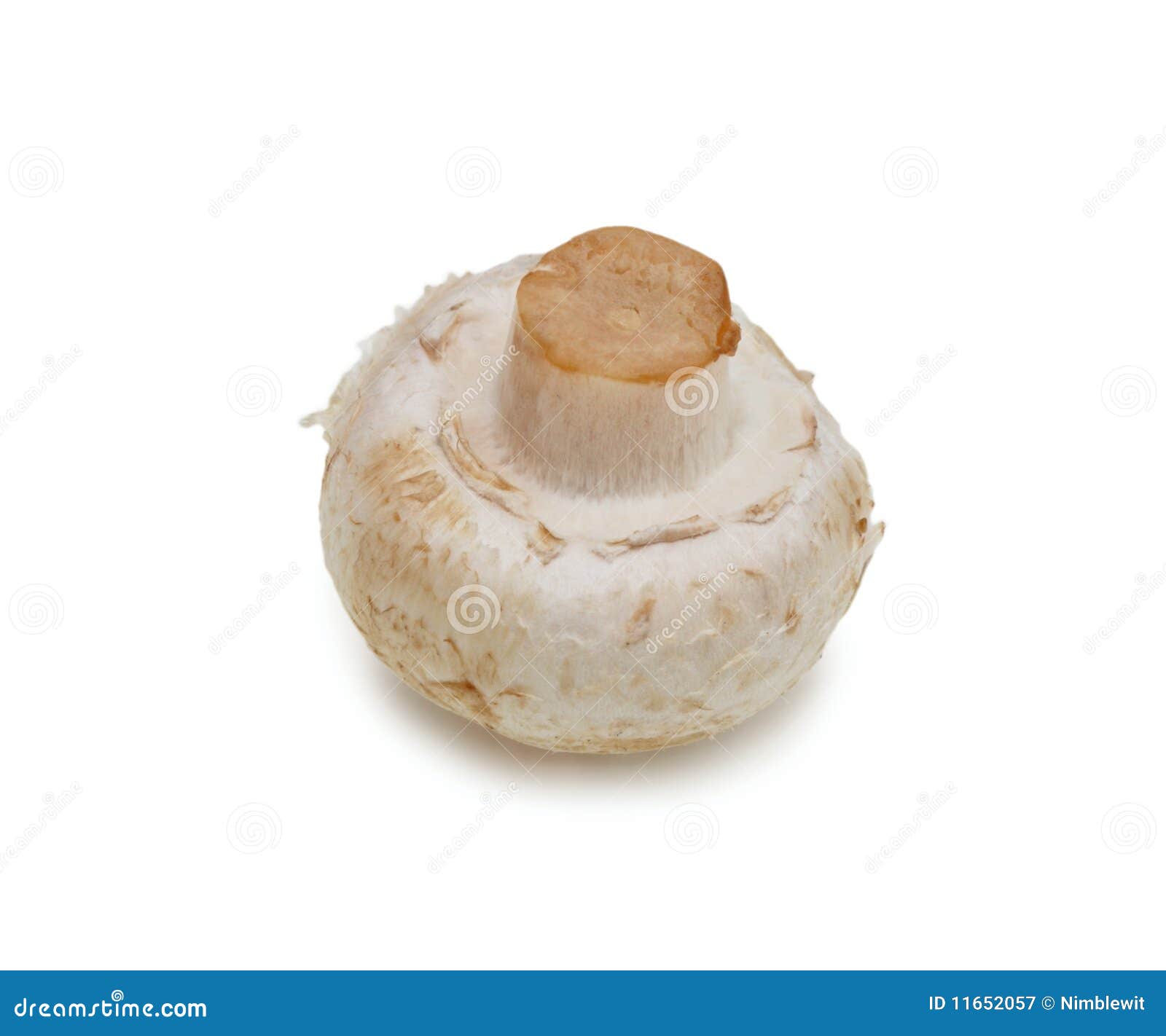 Button Mushroom, White Mushroom, Common Mushroom, Champignon Mushroom ...