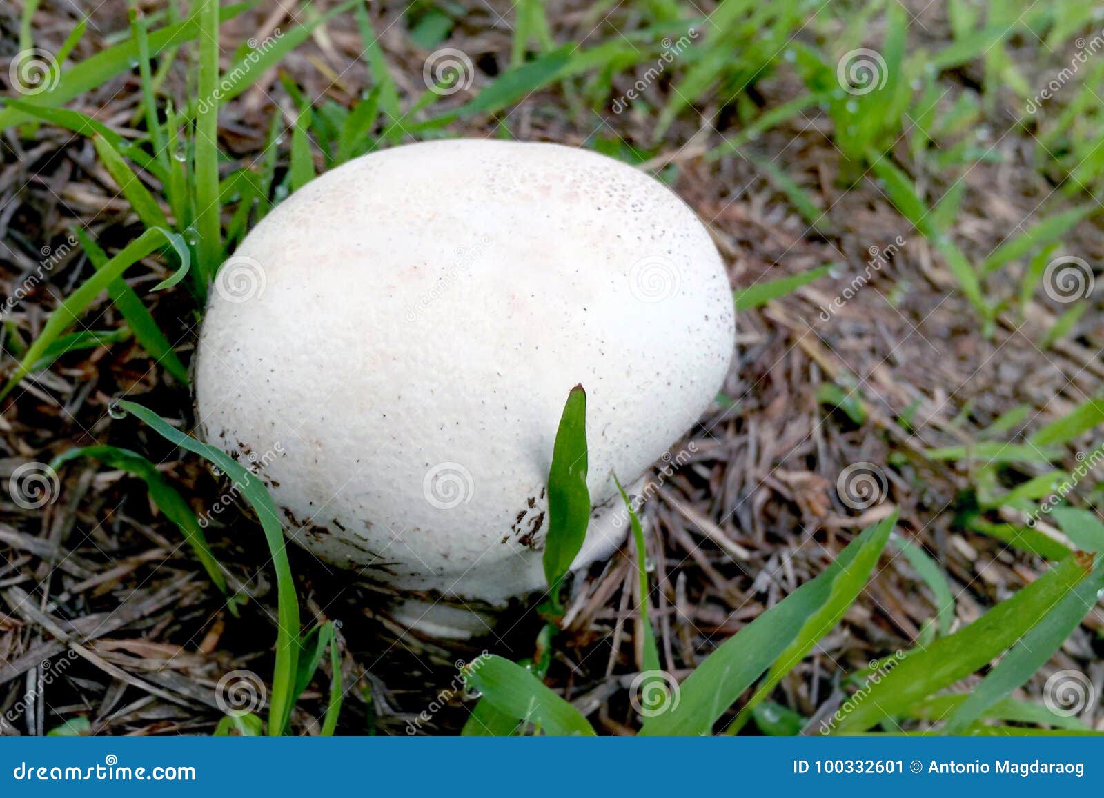 Button Mushroom stock image. Image of bisporus, grow - 100332601