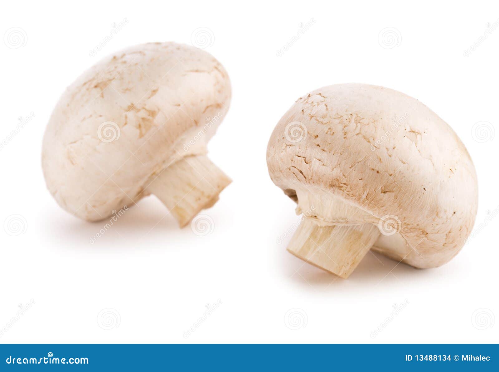 Button mushrooms stock photo. Image of healthy, isolated - 13488134
