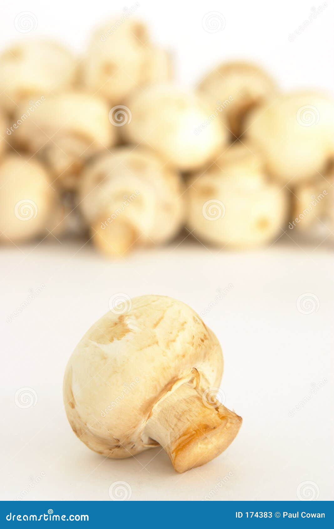 Button mushrooms stock image. Image of luxury, fungus, autumn - 174383