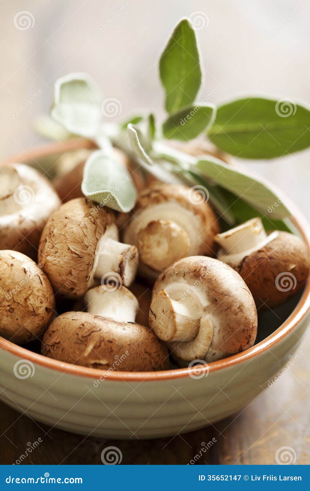 Button mushrooms stock image. Image of vegetarian, drink - 35652147