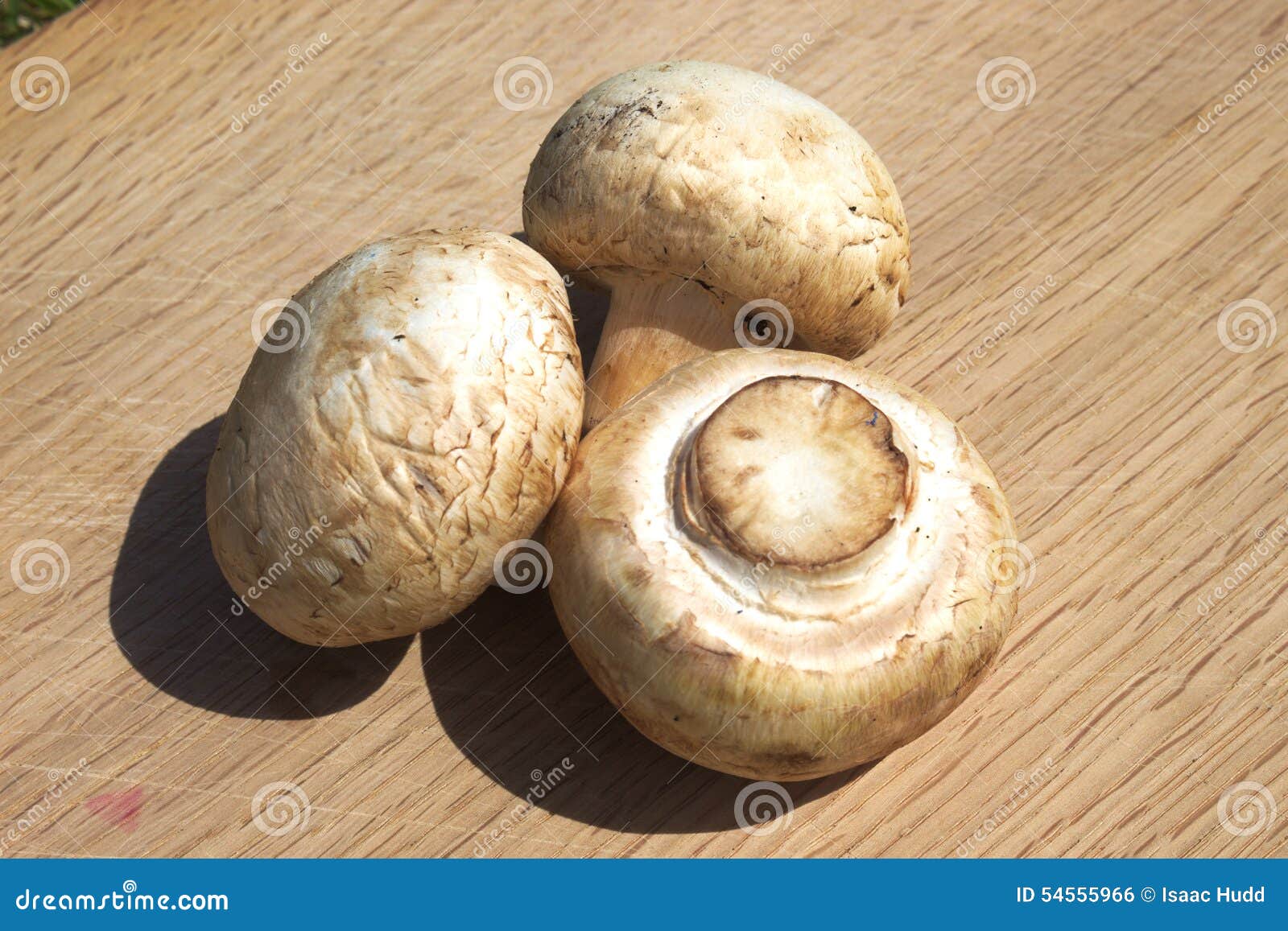 Button Mushrooms stock photo. Image of agaricus, fresh - 54555966
