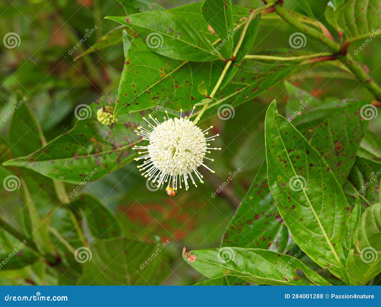 Buttonbush (Cephalanthus Occidentalis) Stock Photo - Image of nature ...