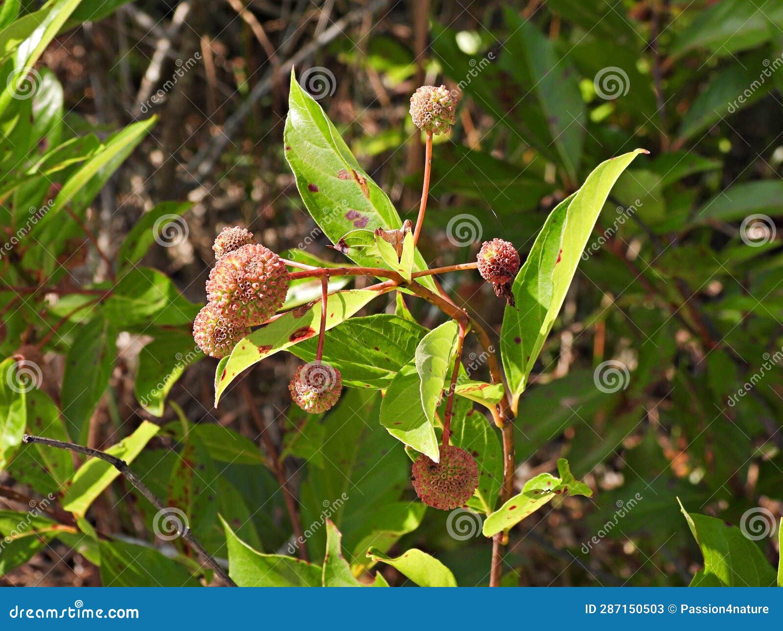 Buttonbush (Cephalanthus Occidentalis) - Cluster of Flowers in Florida ...