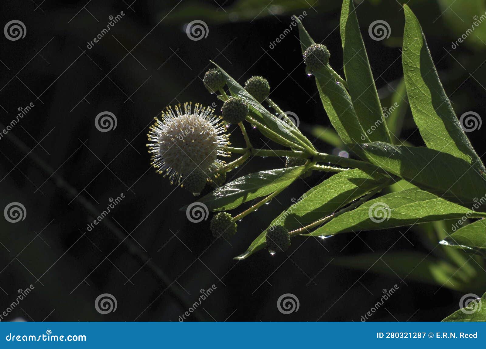 Buttonbush bloom stock image. Image of plant, blossom - 280321287