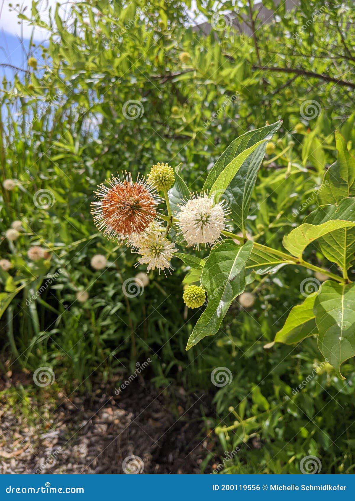 Buttonbush Blooms in Three Stages Stock Photo - Image of shrub, herb ...