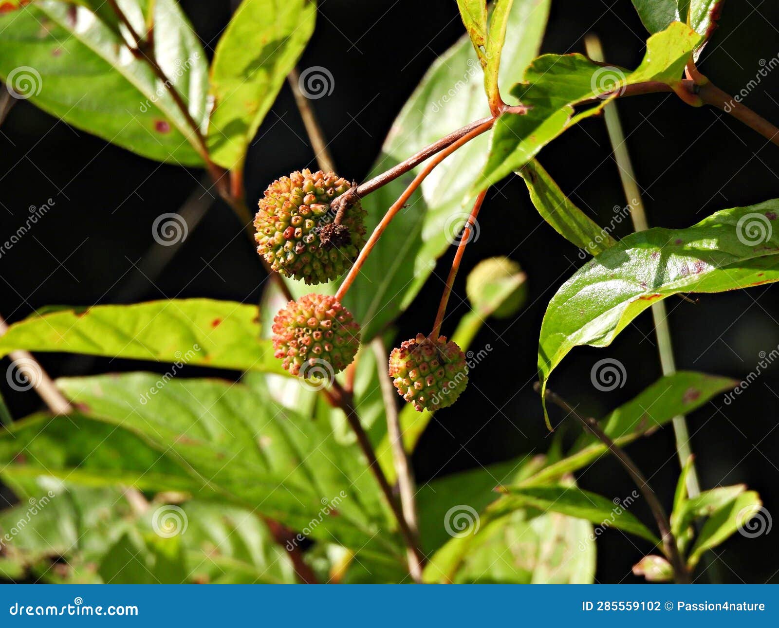 Buttonbush (Cephalanthus Occidentalis) Stock Photo - Image of plant ...