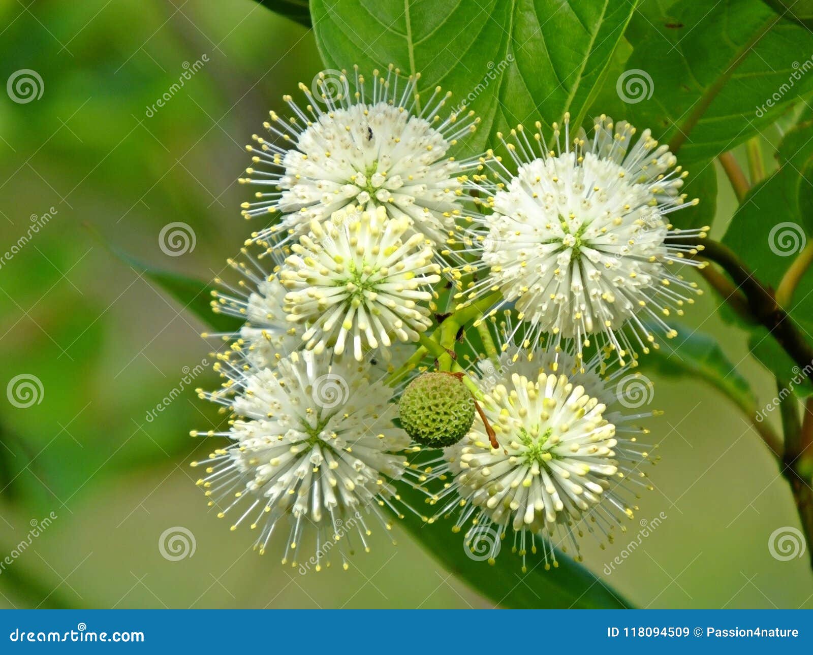 Buttonbush or Cephalanthus Occidentalis Stock Image - Image of plant ...