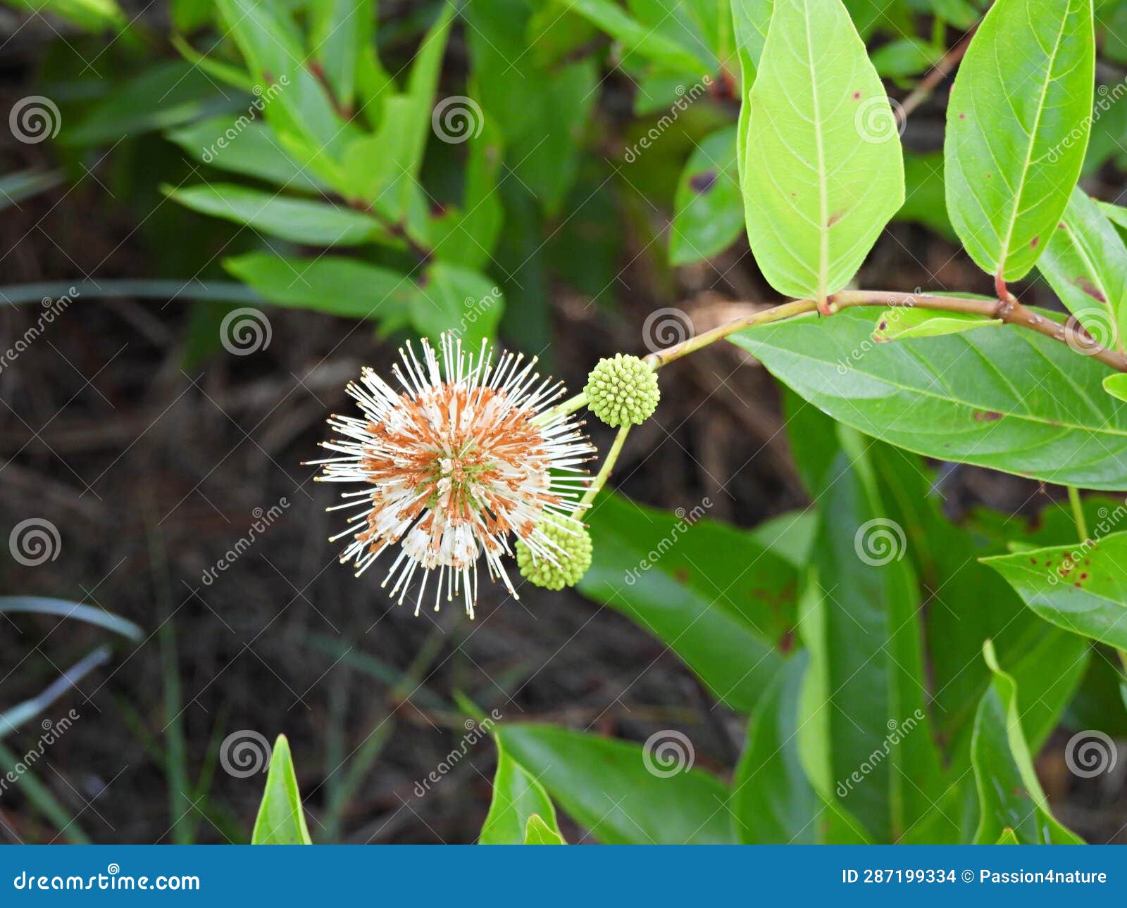 Buttonbush (Cephalanthus Occidentalis) - Cluster of Flowers in Florida ...