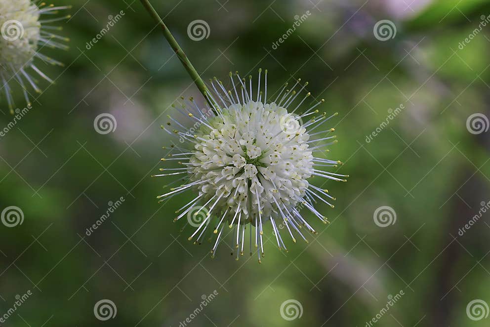 Buttonbush Flower in Full Bloom, Closeup Stock Photo - Image of botany ...