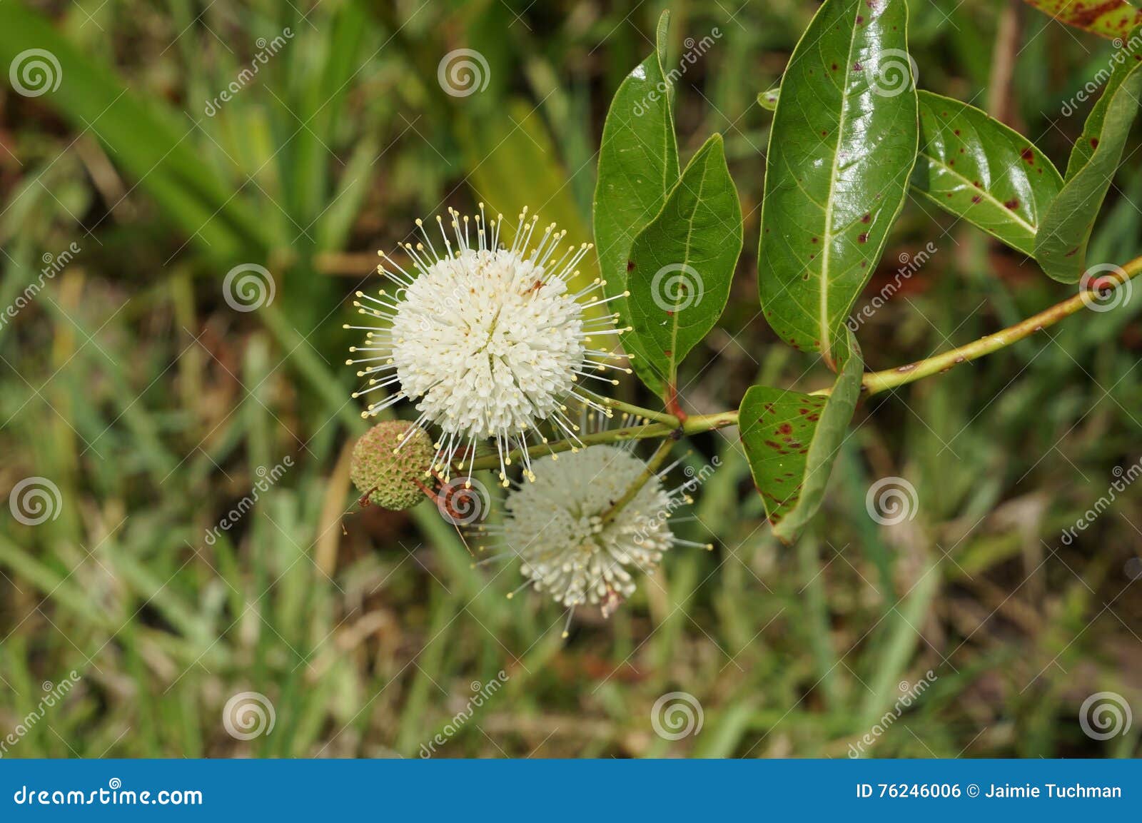 Buttonbush Flower Spiky in the Swamp Stock Photo - Image of fresh ...