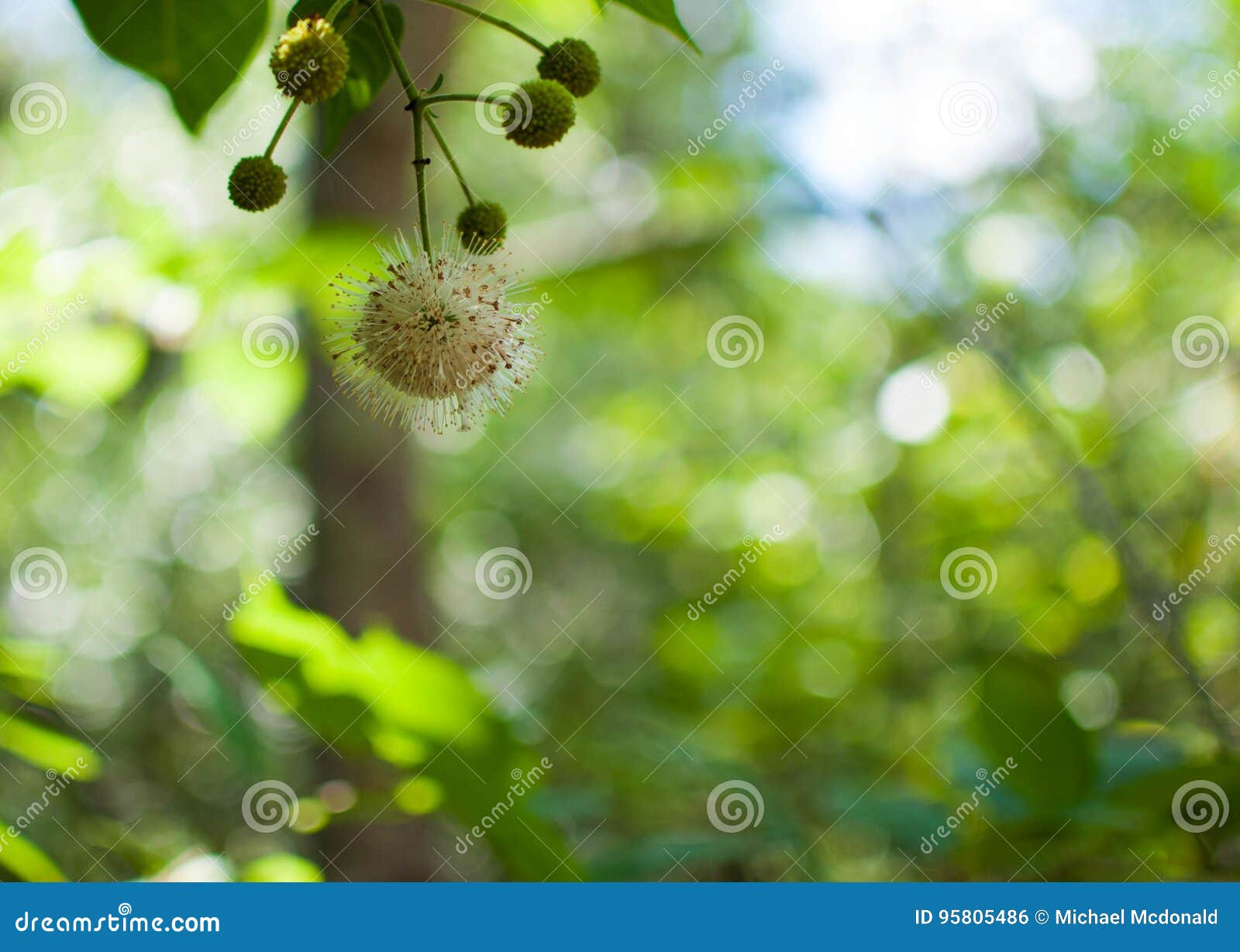 Buttonbush Puffball stock photo. Image of florida, green - 95805486