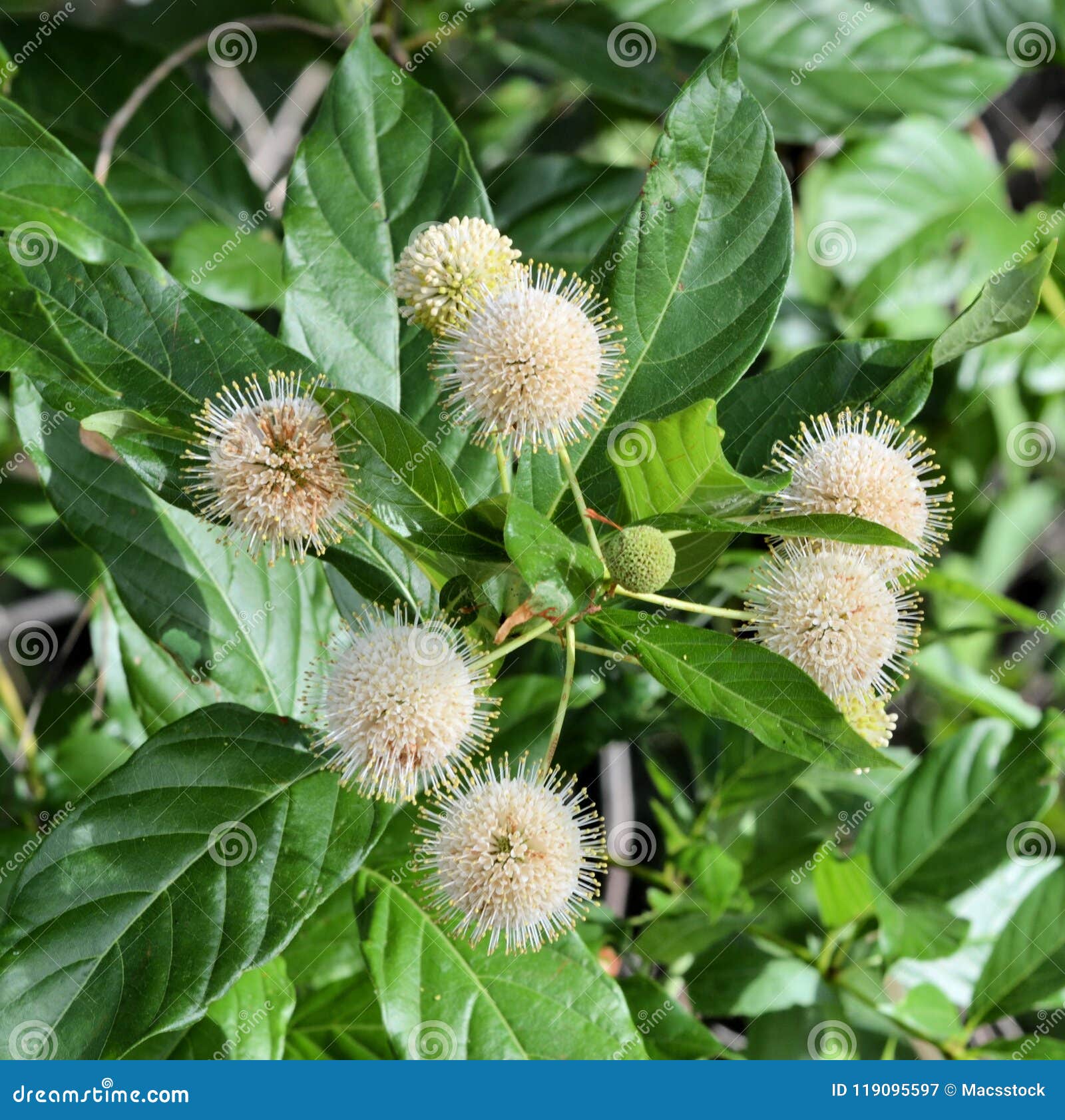 Buttonbush shrub blooms stock image. Image of north - 119095597