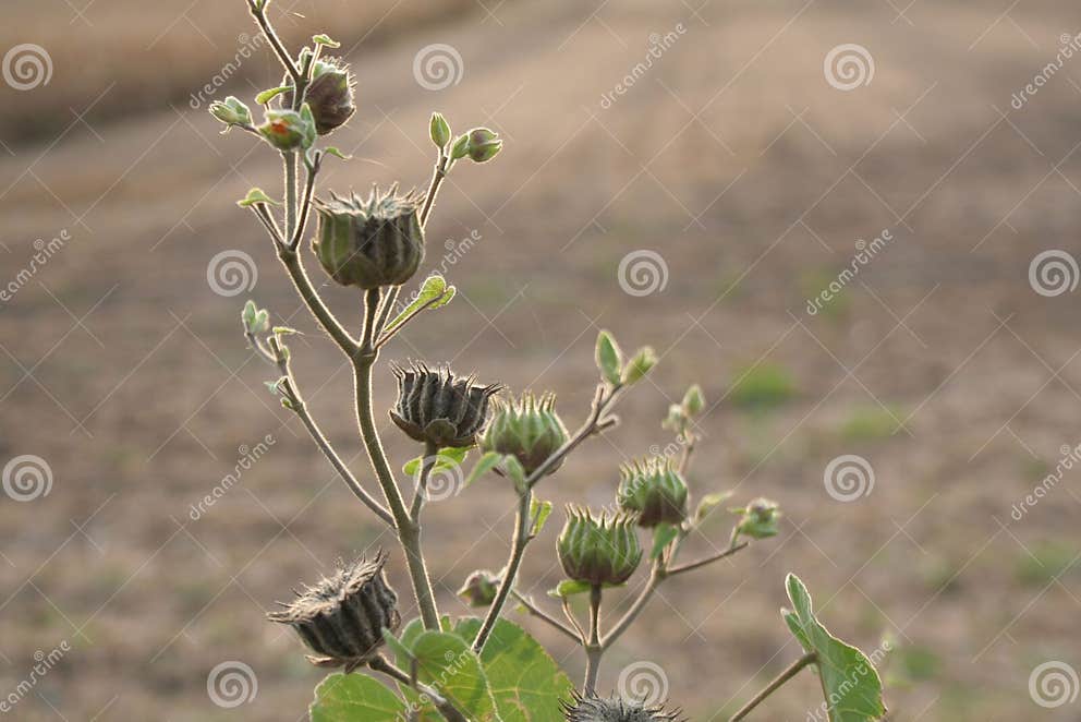 Buttonweed stock image. Image of jute, bloom, abutilon - 3667631