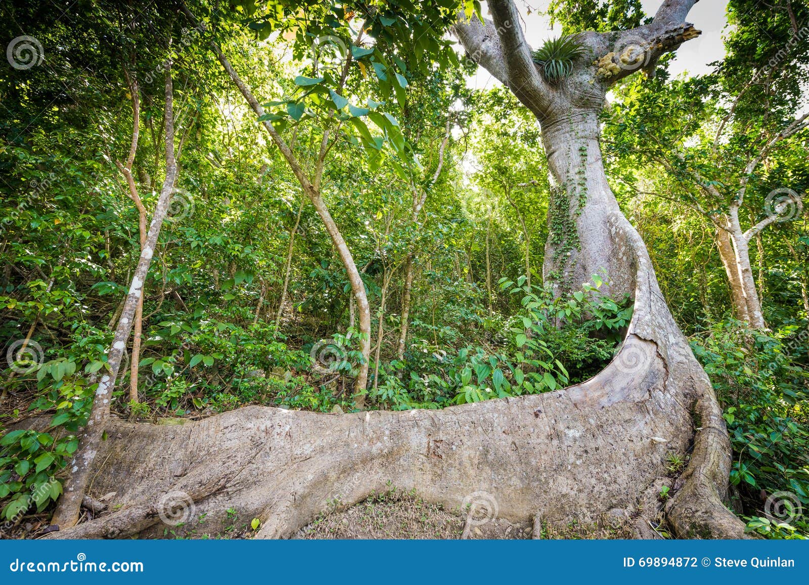 Buttress Root stock photo. Image of rainforest, dense - 69894872