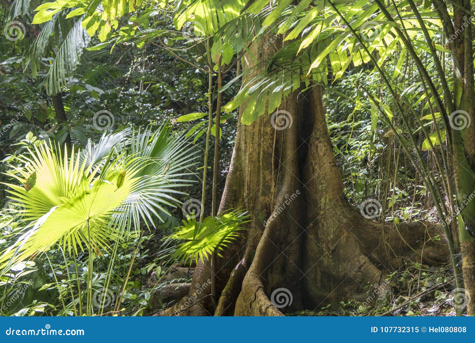 Buttress Root in Rainforest Stock Image - Image of natural, nature ...
