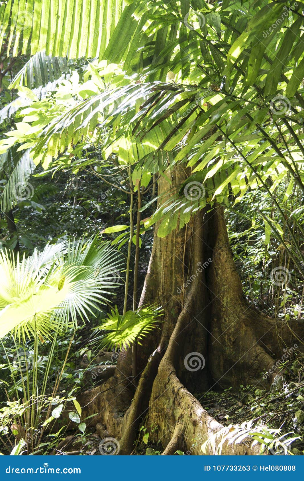 Buttress Root in Rainforest Stock Image - Image of barbados, root ...