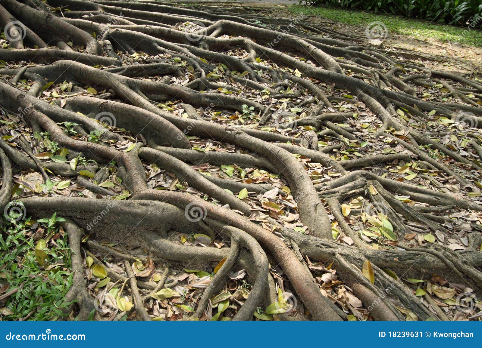 Buttress Root tree stock image. Image of light, jungle - 18239631