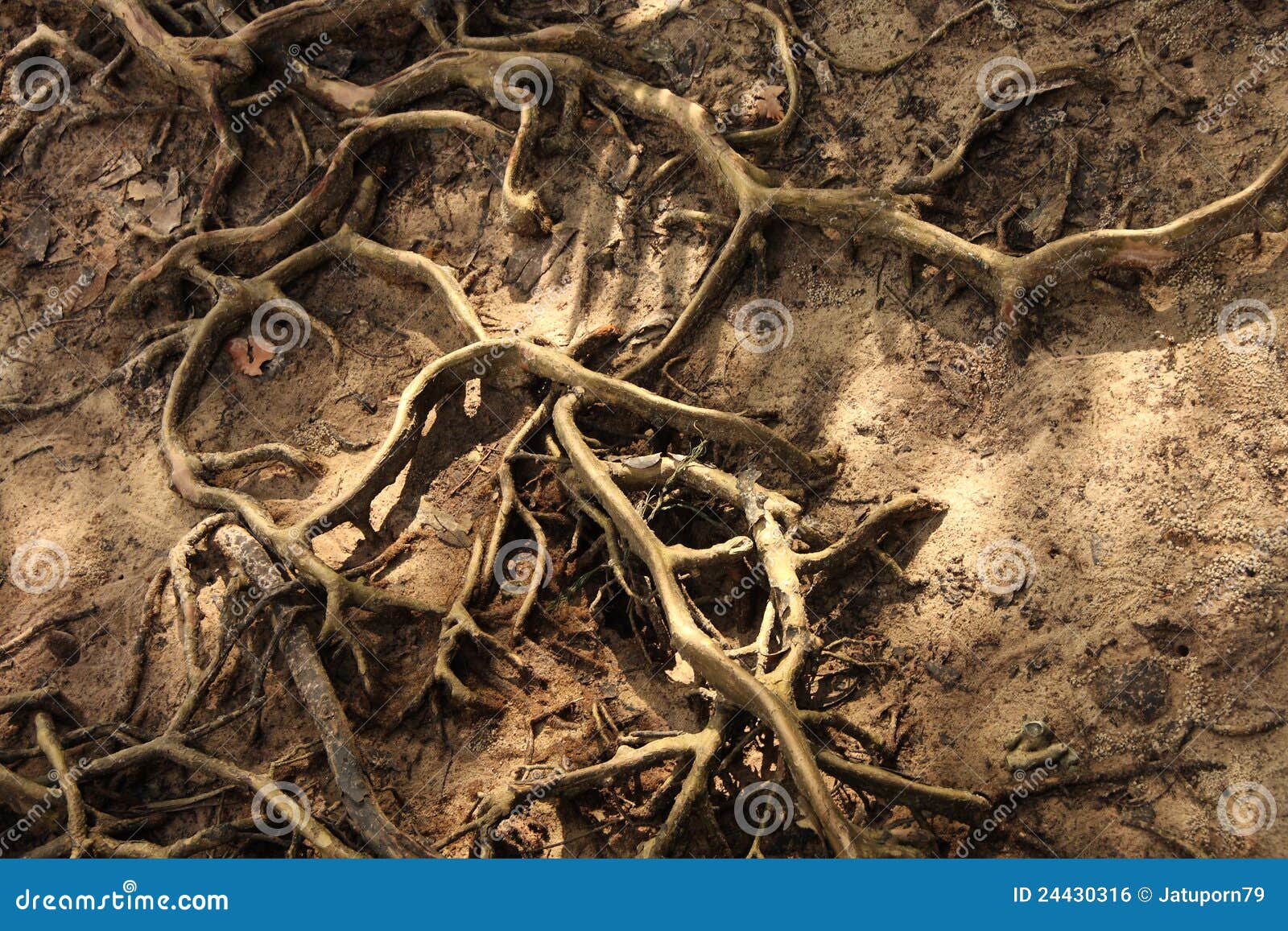 Buttress Root tree stock photo. Image of branch, fall - 24430316