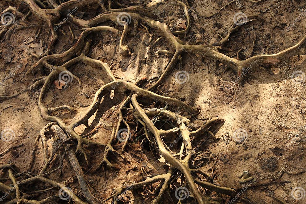 Buttress Root tree stock photo. Image of branch, fall - 24430316