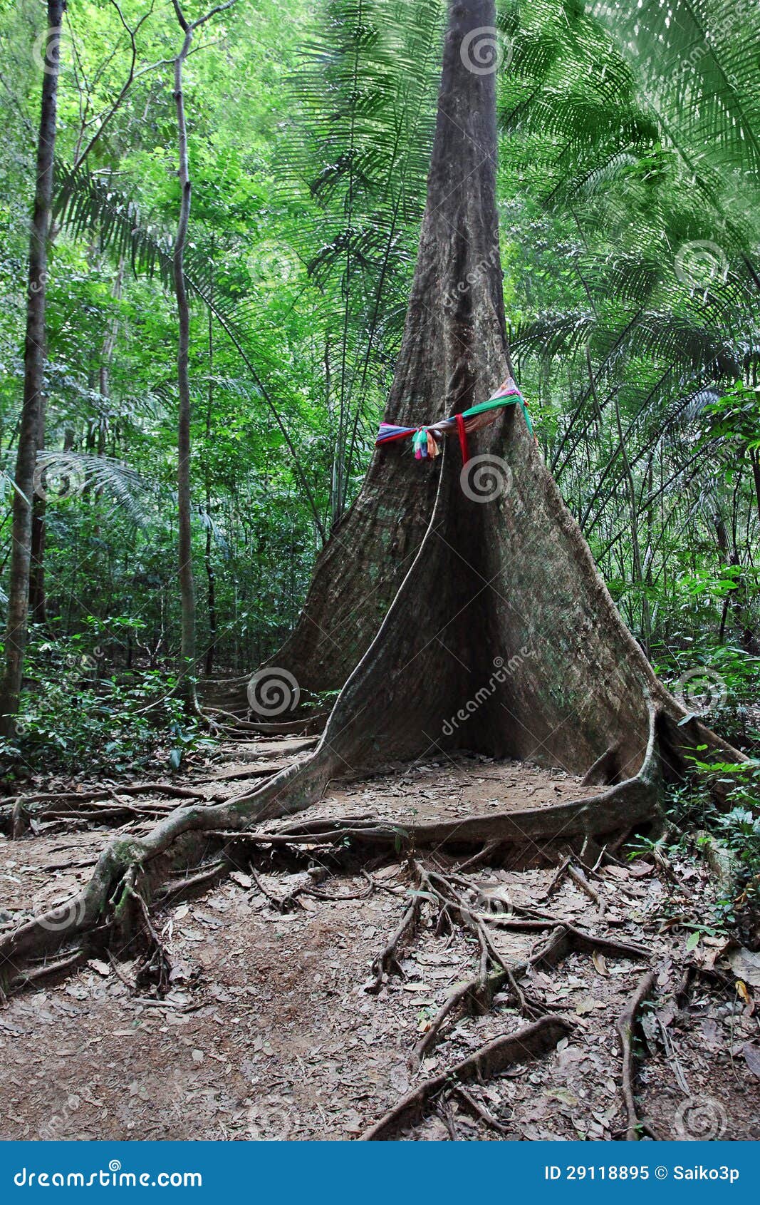 Buttress Roots Tropical Rainforest