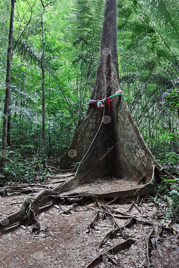 Buttress root tree stock image. Image of background, jungle - 29118895