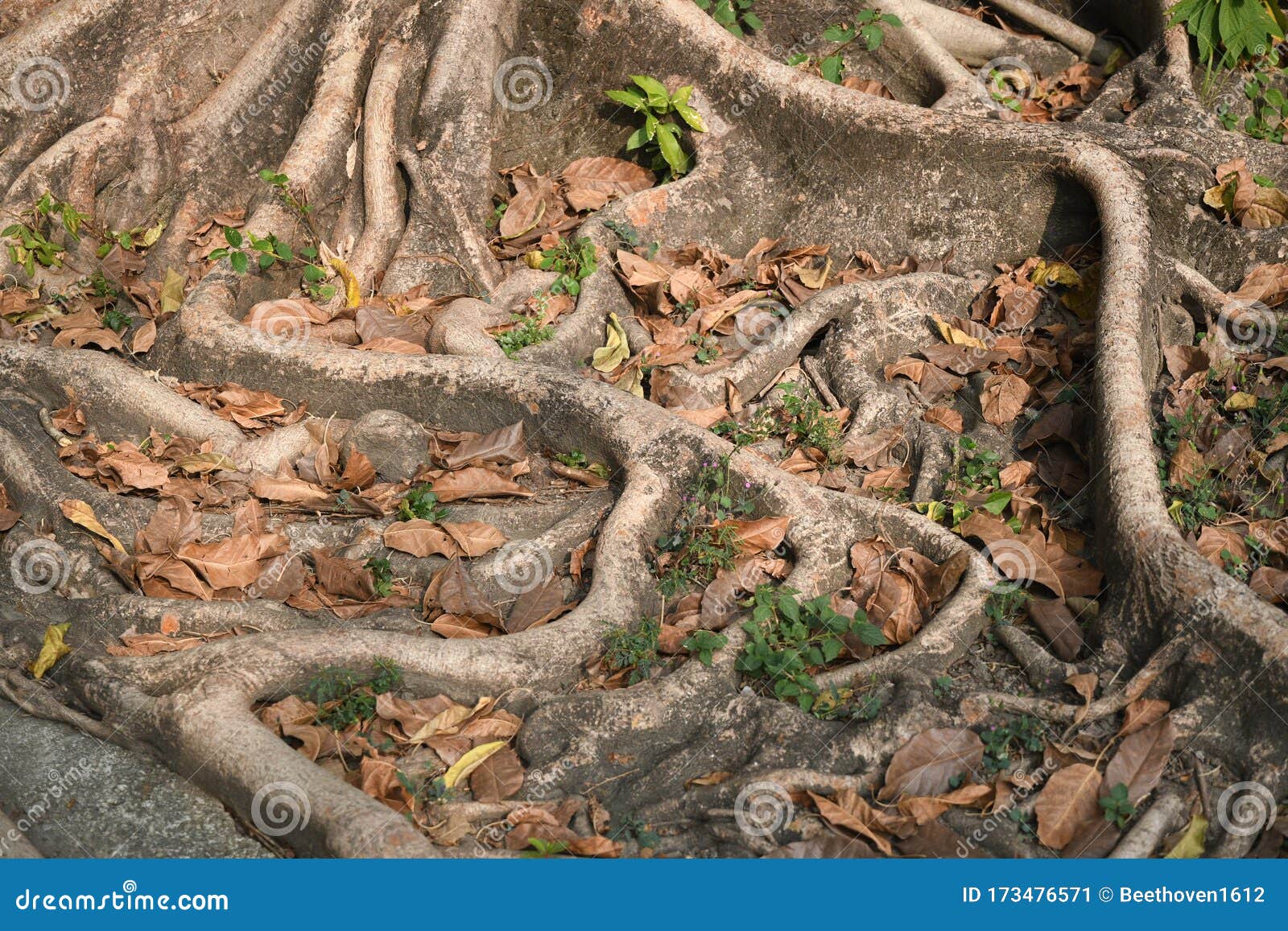 Buttress Root Nature In Green Forest Stock Image | CartoonDealer.com ...