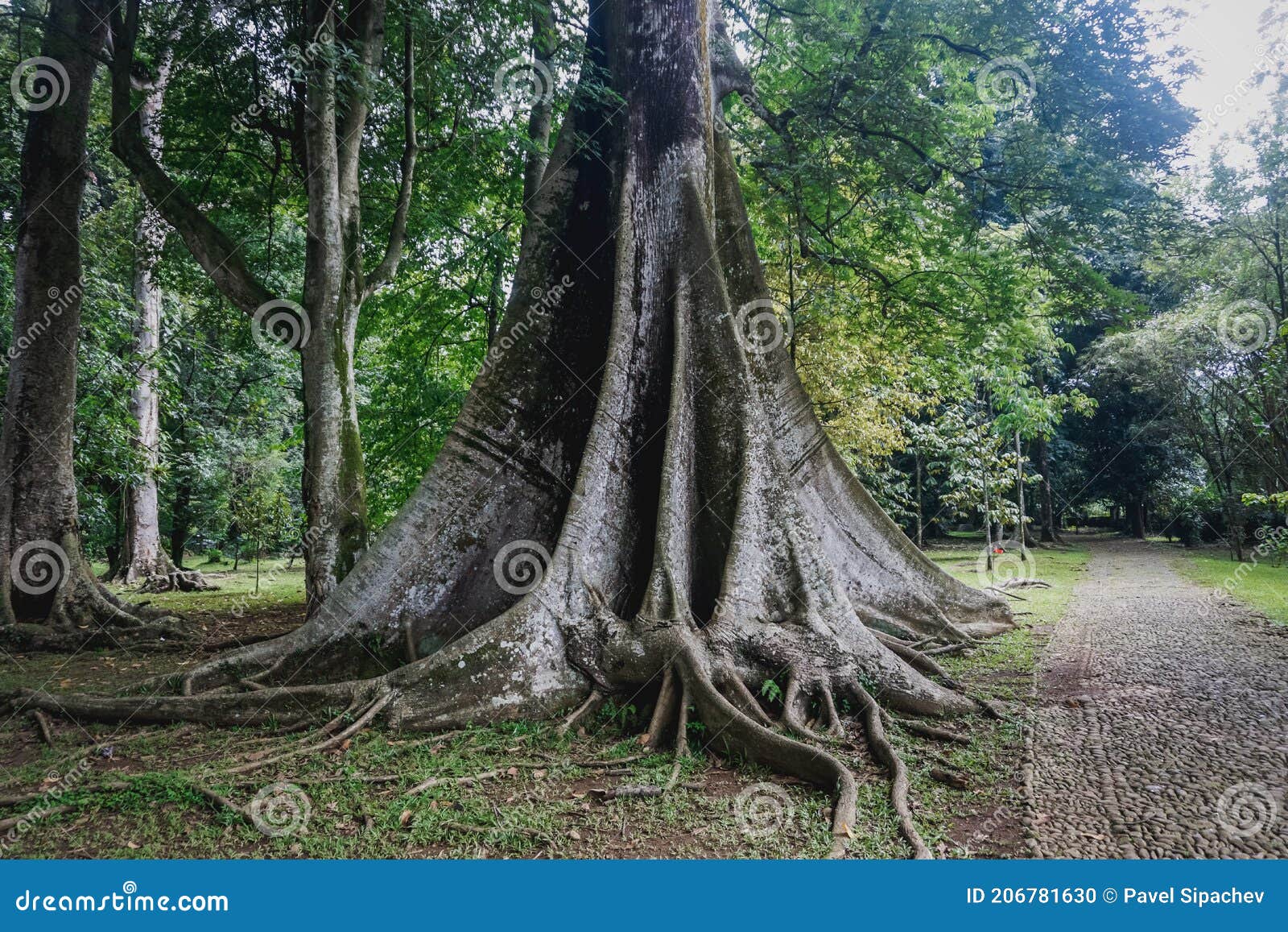 Buttress Roots in Bogor Botanical Garden Stock Photo - Image of asia ...