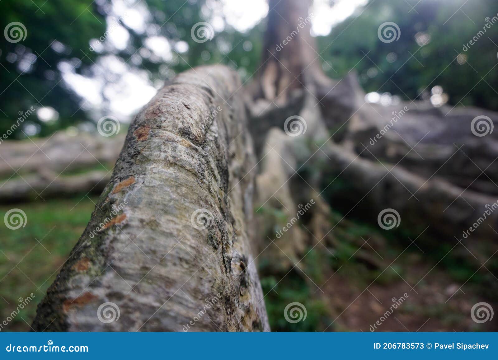 Buttress Roots in Bogor Botanical Garden Stock Image - Image of ...