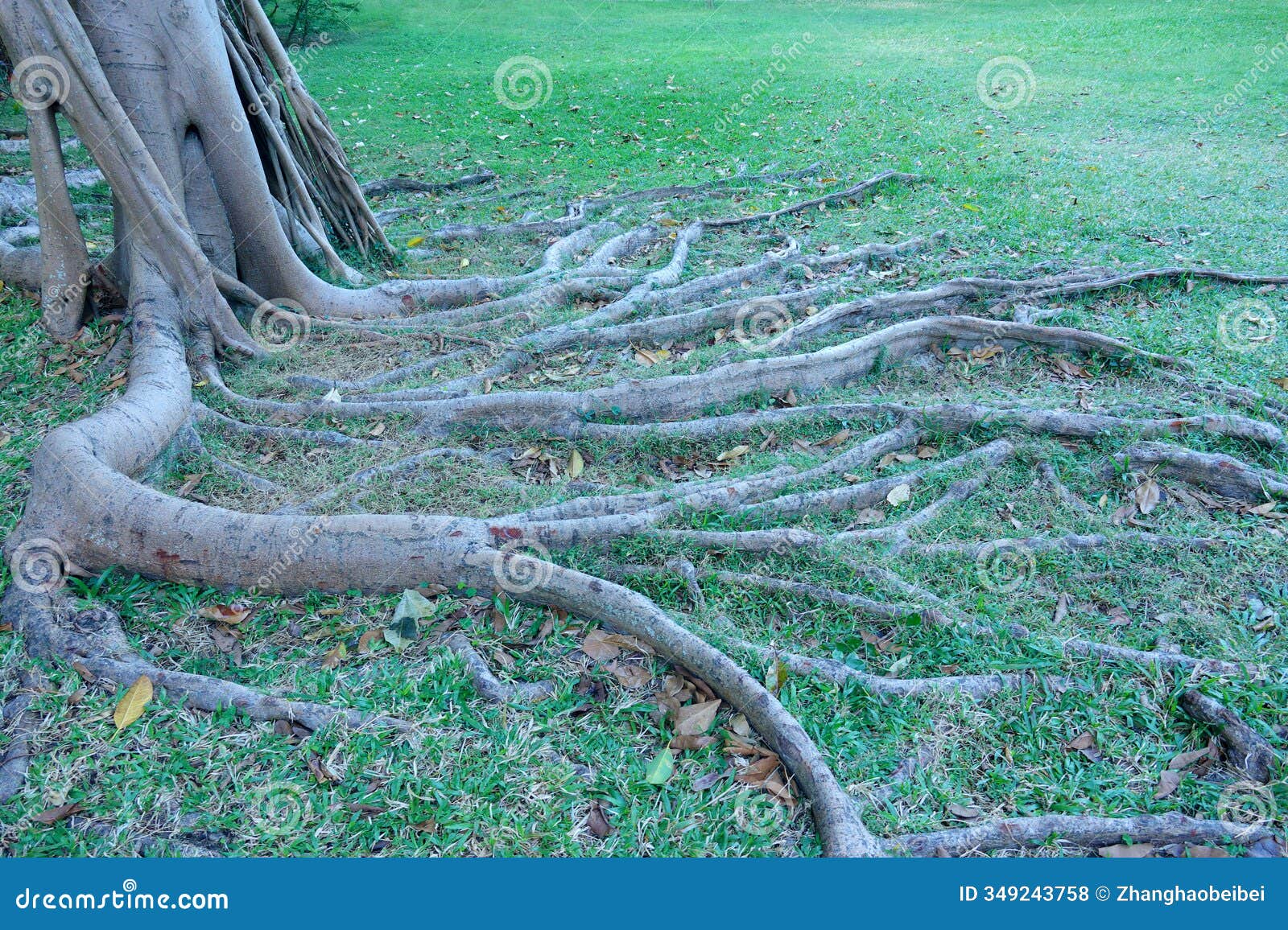 Buttress Roots Of Tall Tree Stock Photo | CartoonDealer.com #158892474