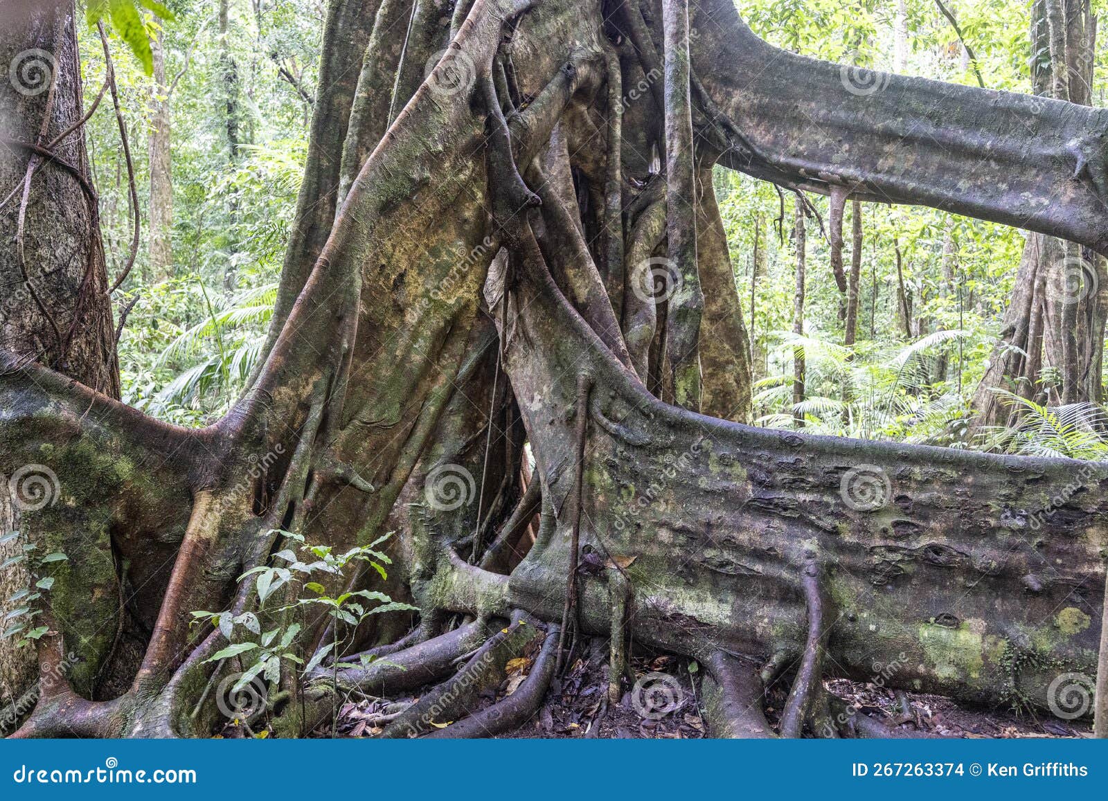 Buttress Roots stock photo. Image of australia, forest - 267263374