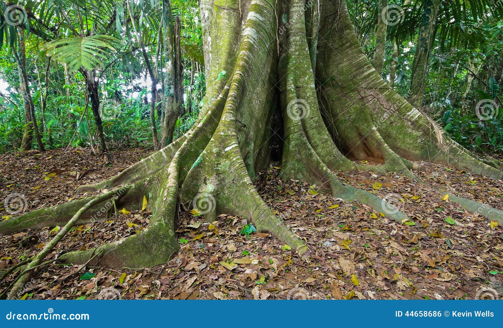 Buttress Roots stock photo. Image of roots, huge, forest - 44658686