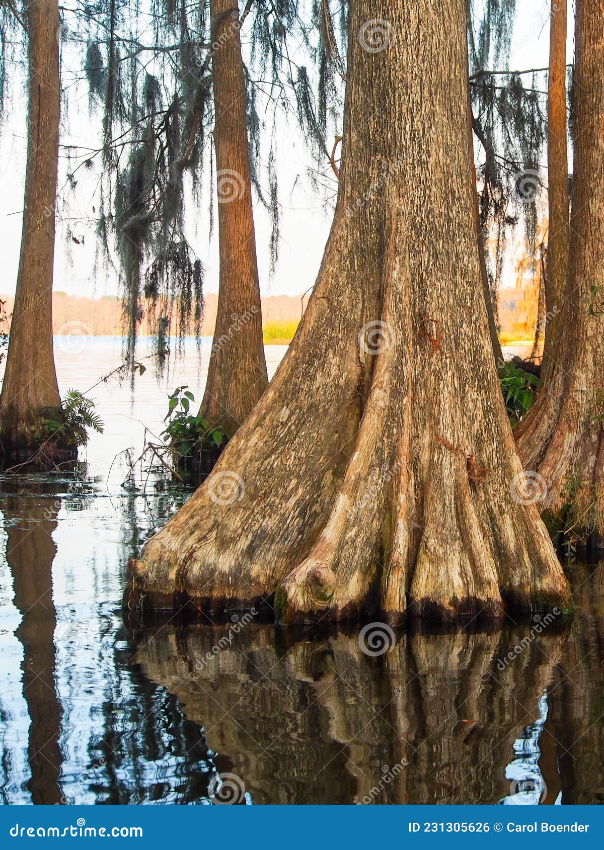 Cypress Tree Swamp Roots