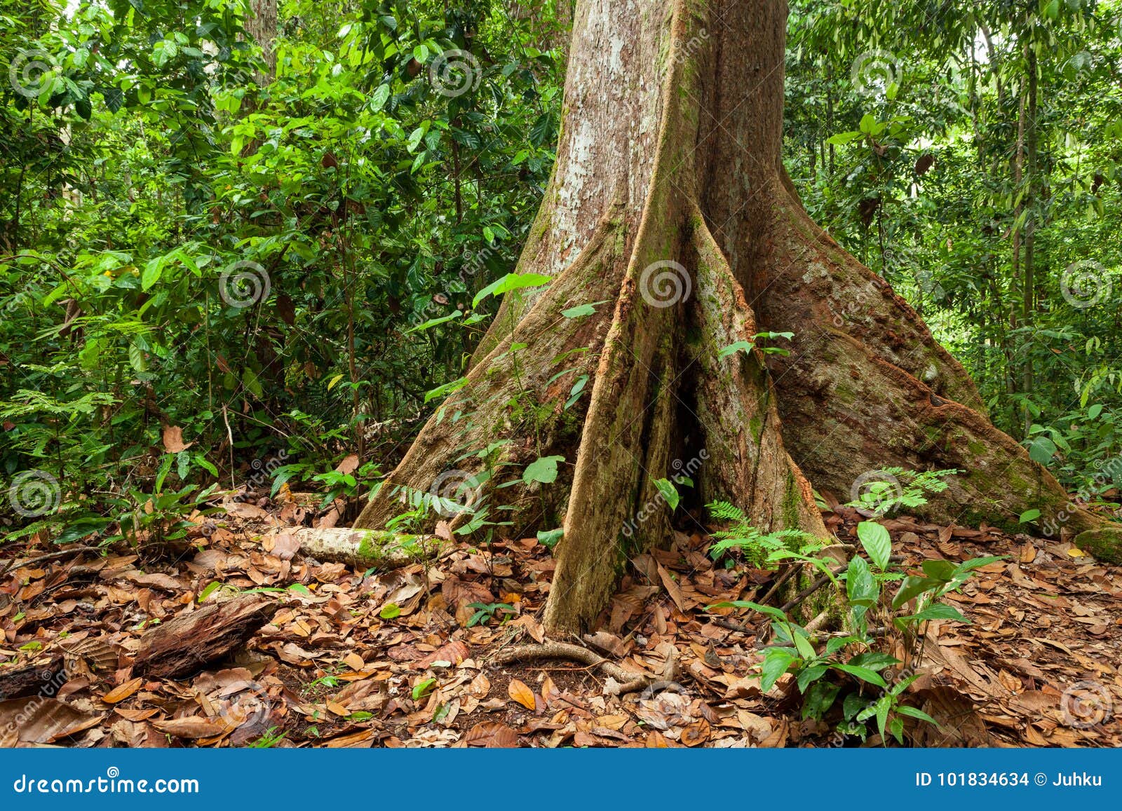 Buttress Tree Roots in Rainforest Stock Photo - Image of understory ...