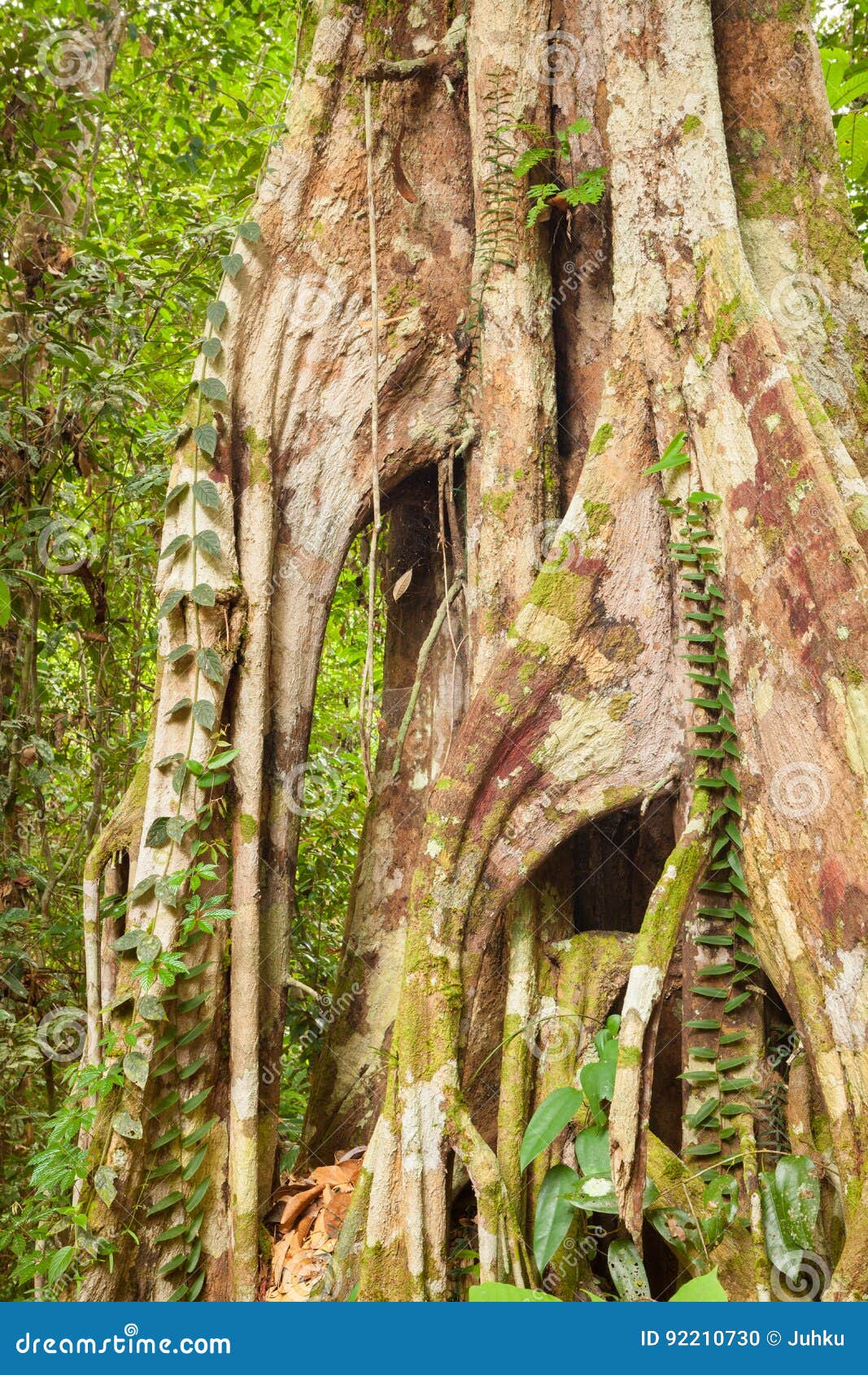 Buttress Tree Roots in Rainforest Stock Photo - Image of wood, roots ...