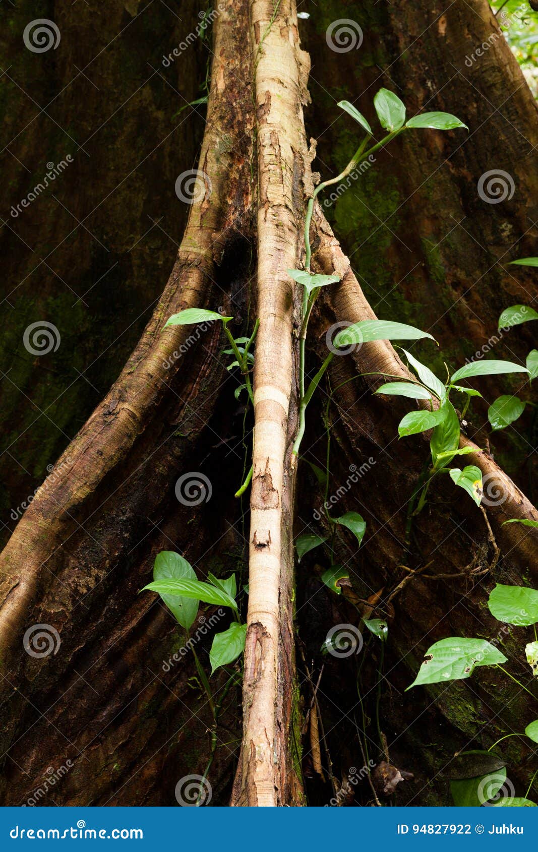 Buttress Tree Roots in Rainforest Stock Photo - Image of closeup, trunk ...