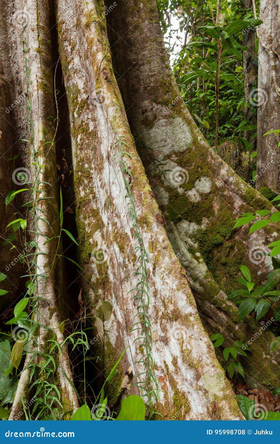 Buttress Tree Roots in Rainforest Stock Photo - Image of trunk, lush ...