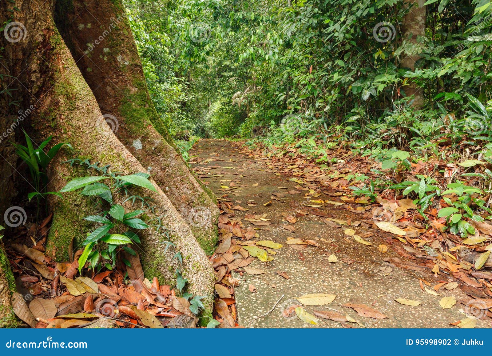 Buttress Tree Roots in Rainforest Stock Photo - Image of roots, leaves ...