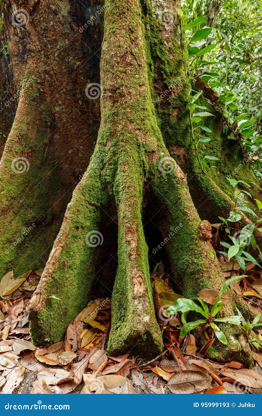 Buttress Tree Roots in Rainforest Stock Image - Image of wood ...